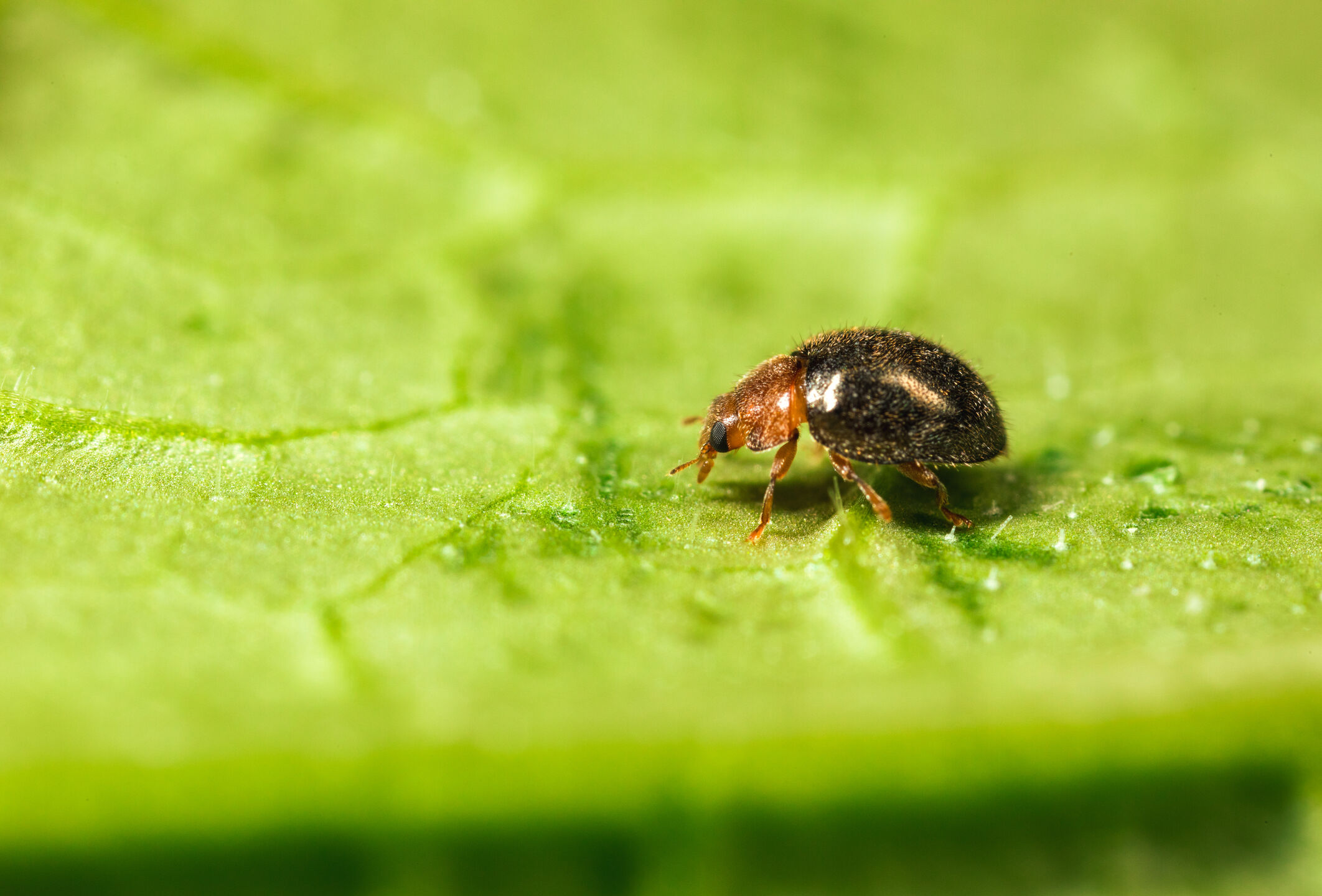 Rhyzobug - Ready to deal with armoured scales and long tailed mealybugs