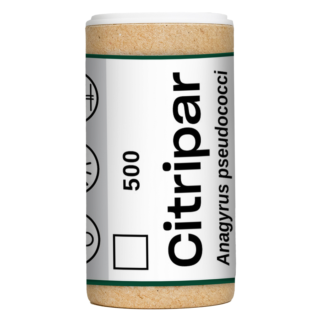 Citripar | Mealybug Control | Parasitic Wasps (Anagyrus vladimiri)