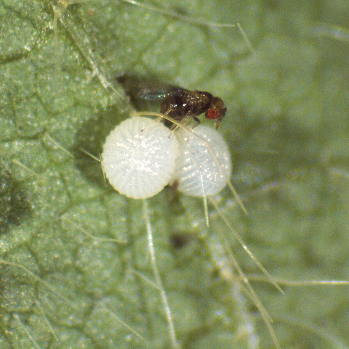 Pretiobug | Koppert Products