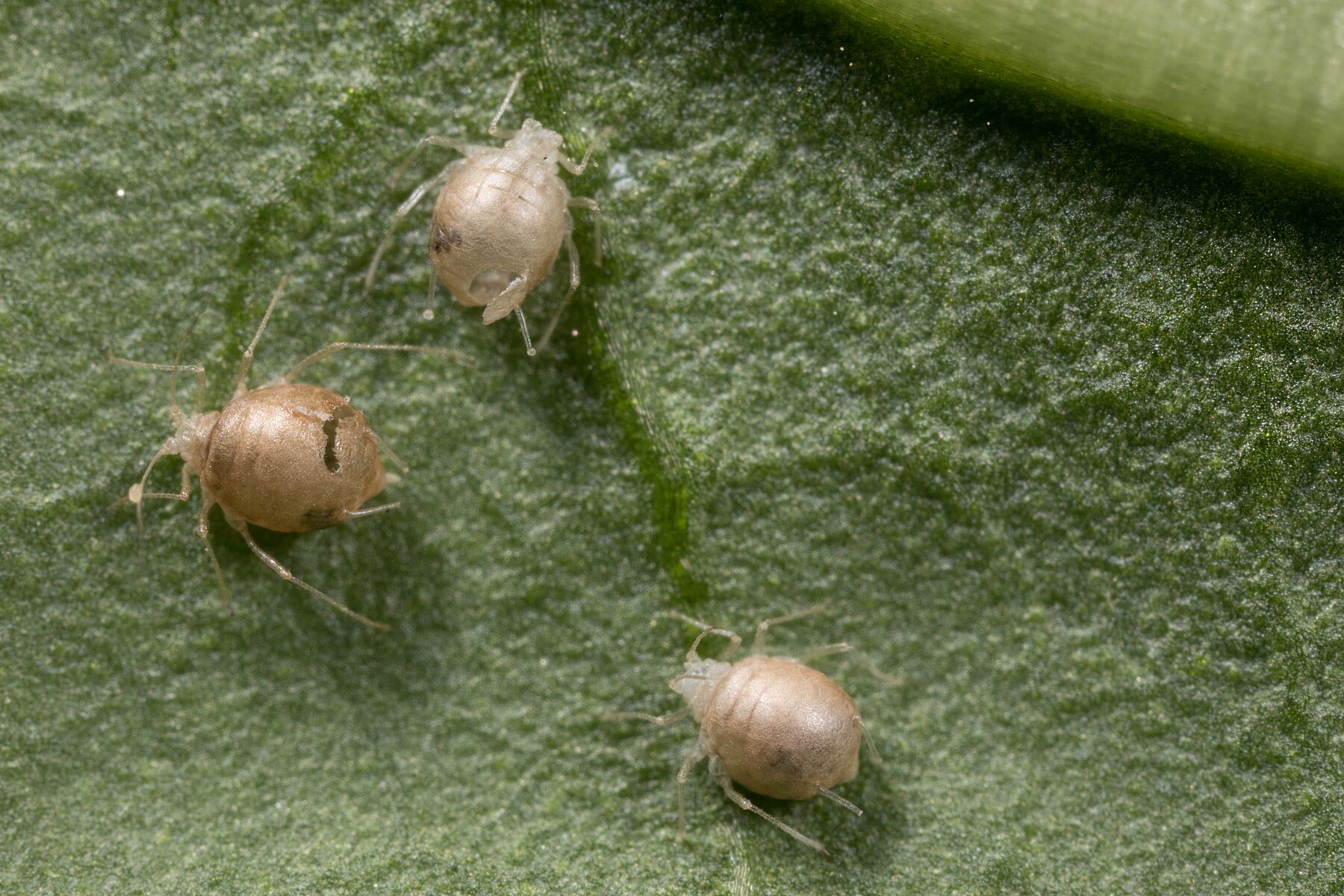 Aphytis melinus (Parasitic Wasp): Biological Control of Scales