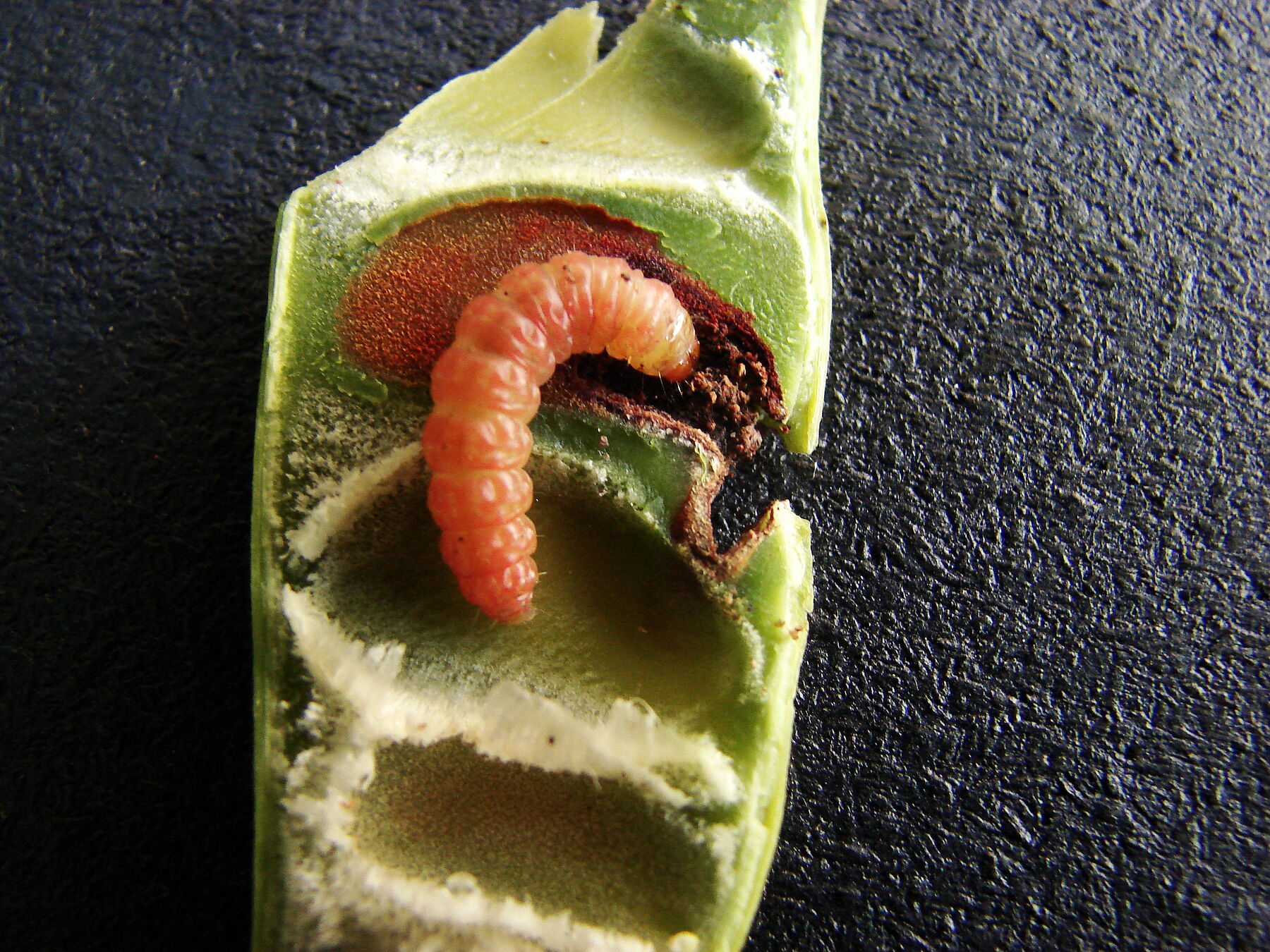 Litchi moth - Biocontrol, Damage and Life Cycle