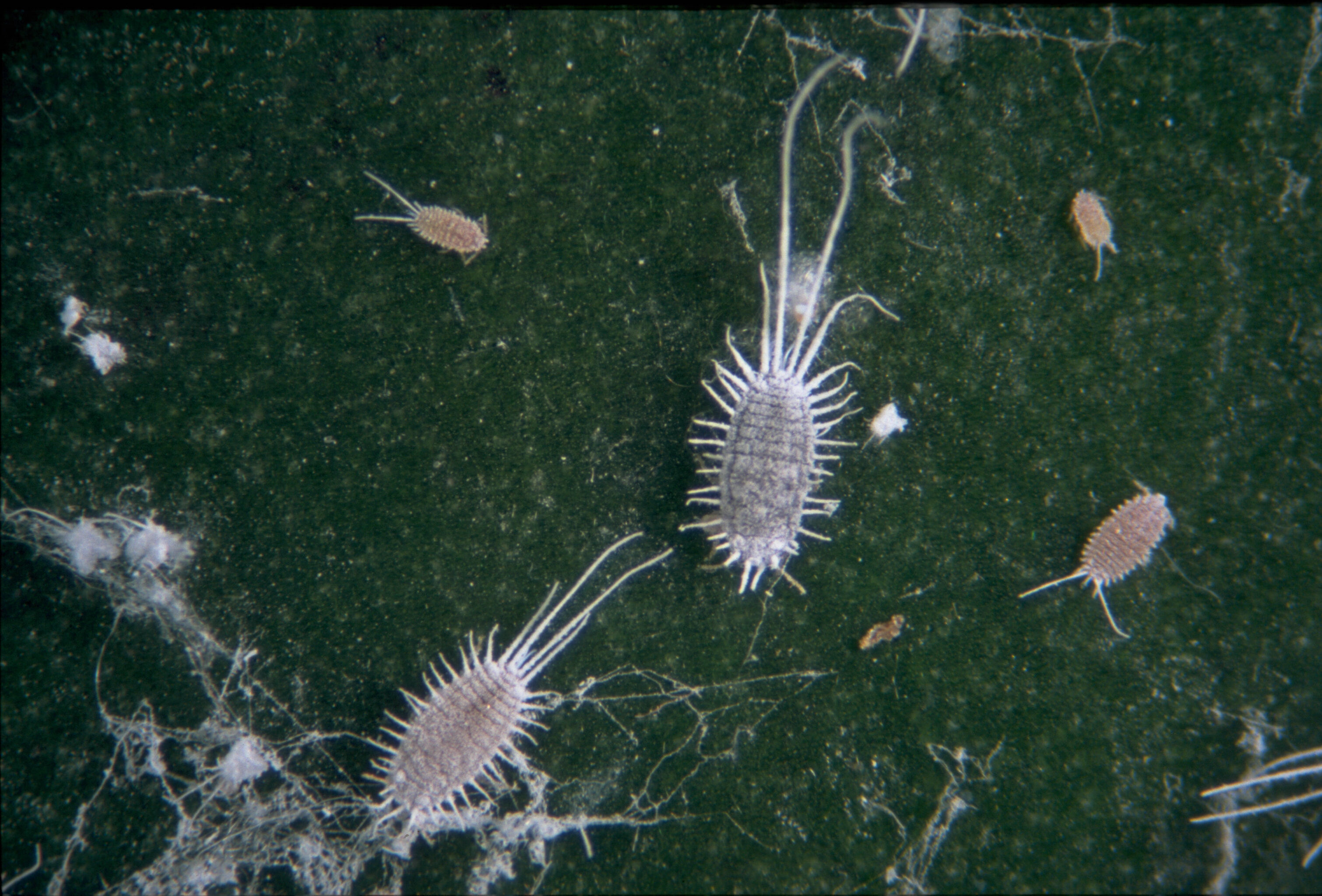 Longtailed mealybug - Biocontrol, Damage and Life Cycle