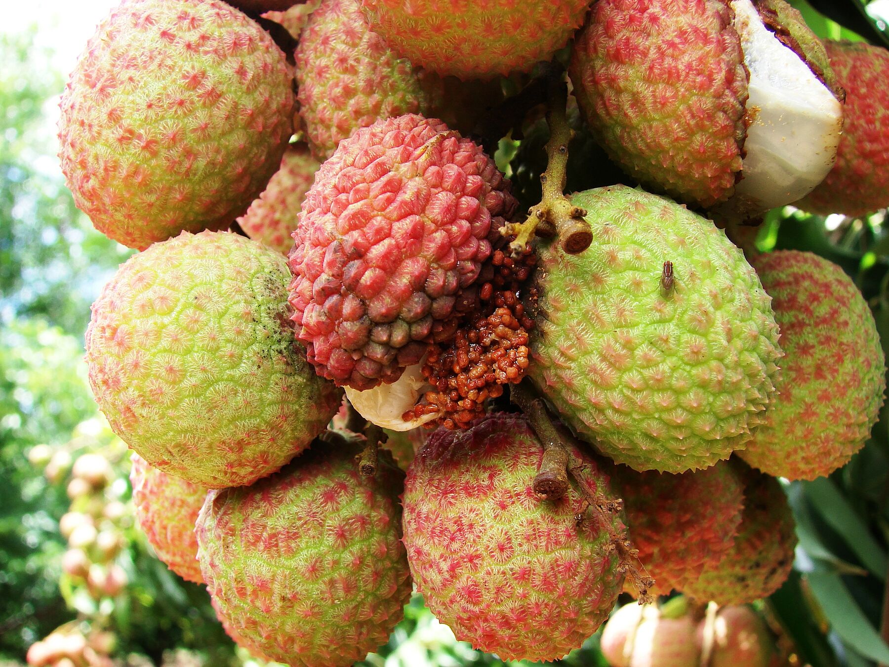 Litchi moth - Biocontrol, Damage and Life Cycle