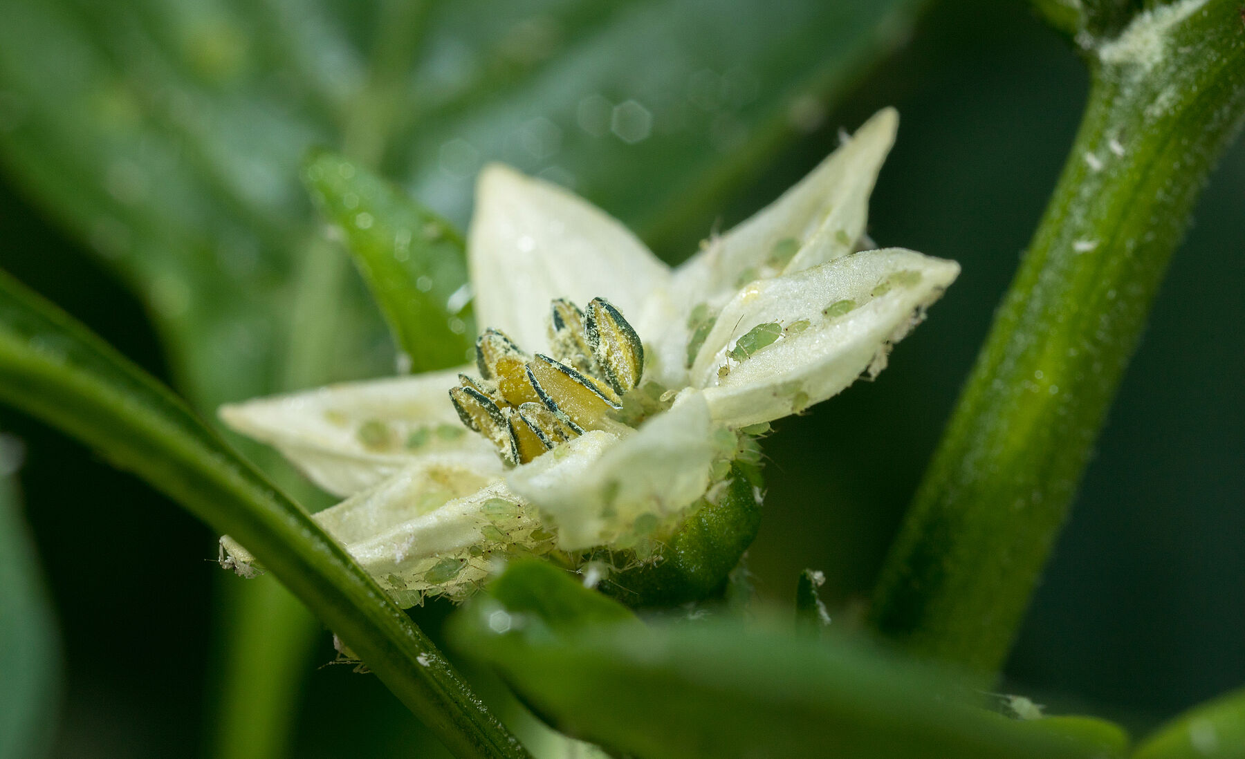 Green peach aphid - Biocontrol, Damage and Life Cycle