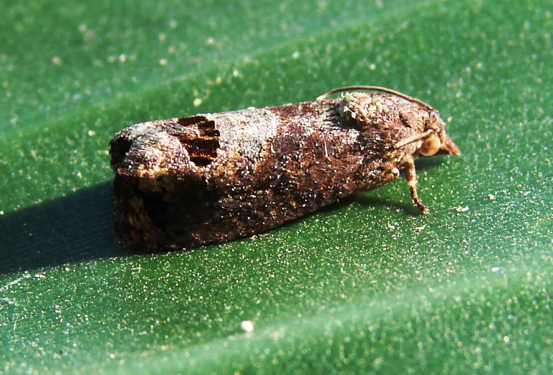 Litchi moth - Biocontrol, Damage and Life Cycle