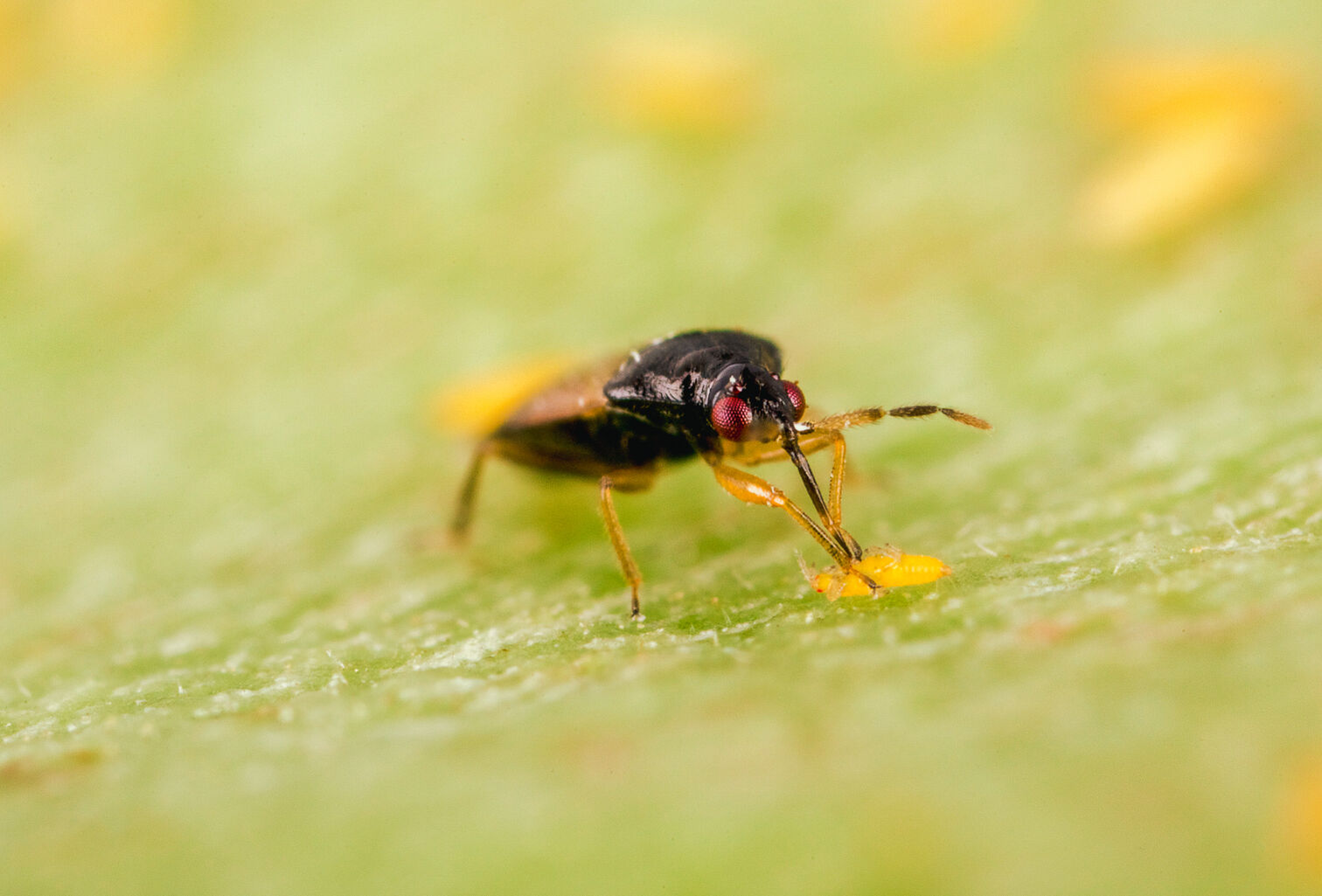 Orius laevigatus - Predatory Bug for Thrips Control