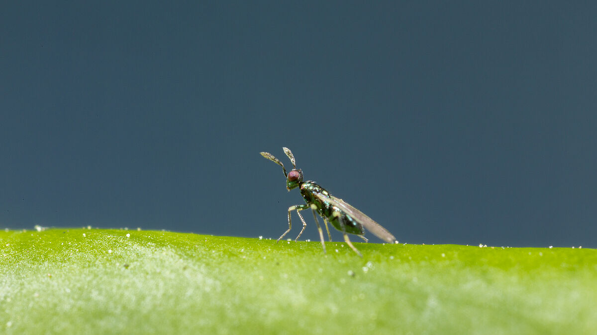 Miglyphus | Leaf Miner Control | Parasitic Wasps (Diglyphus isaea)