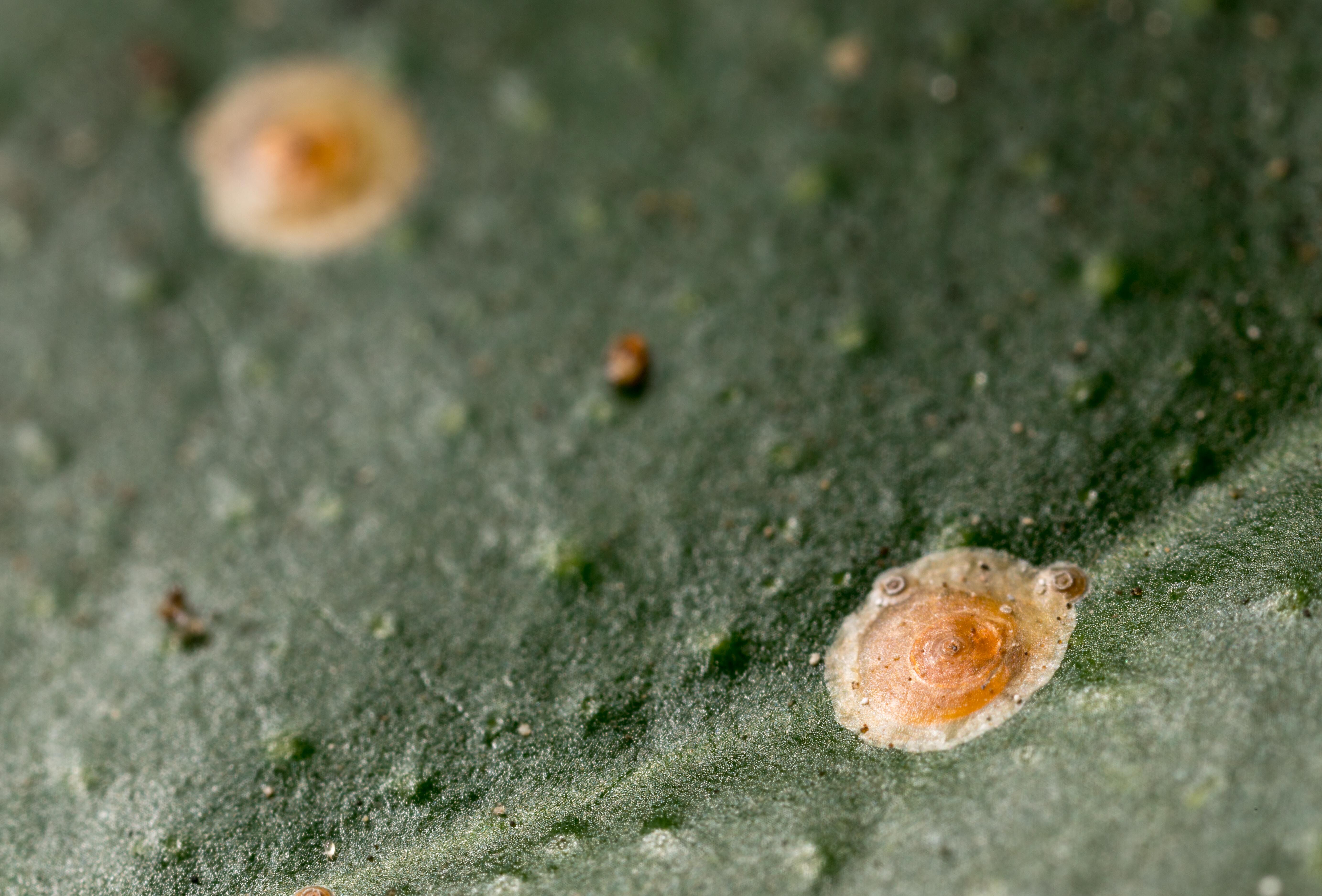 California red scale - Biocontrol, Damage and Life Cycle