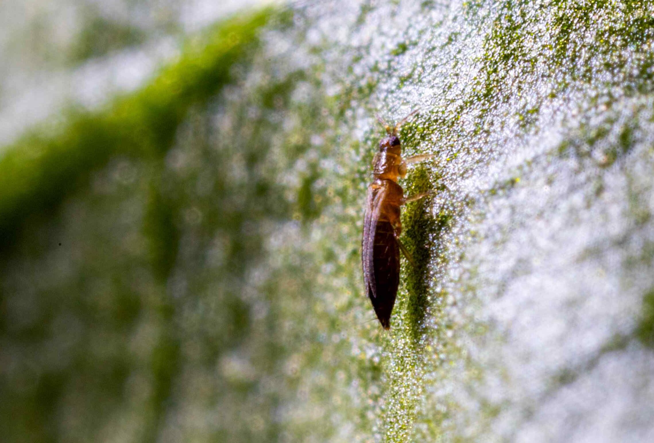 Thrips parvispinus - Identify and Control Tobacco thrips