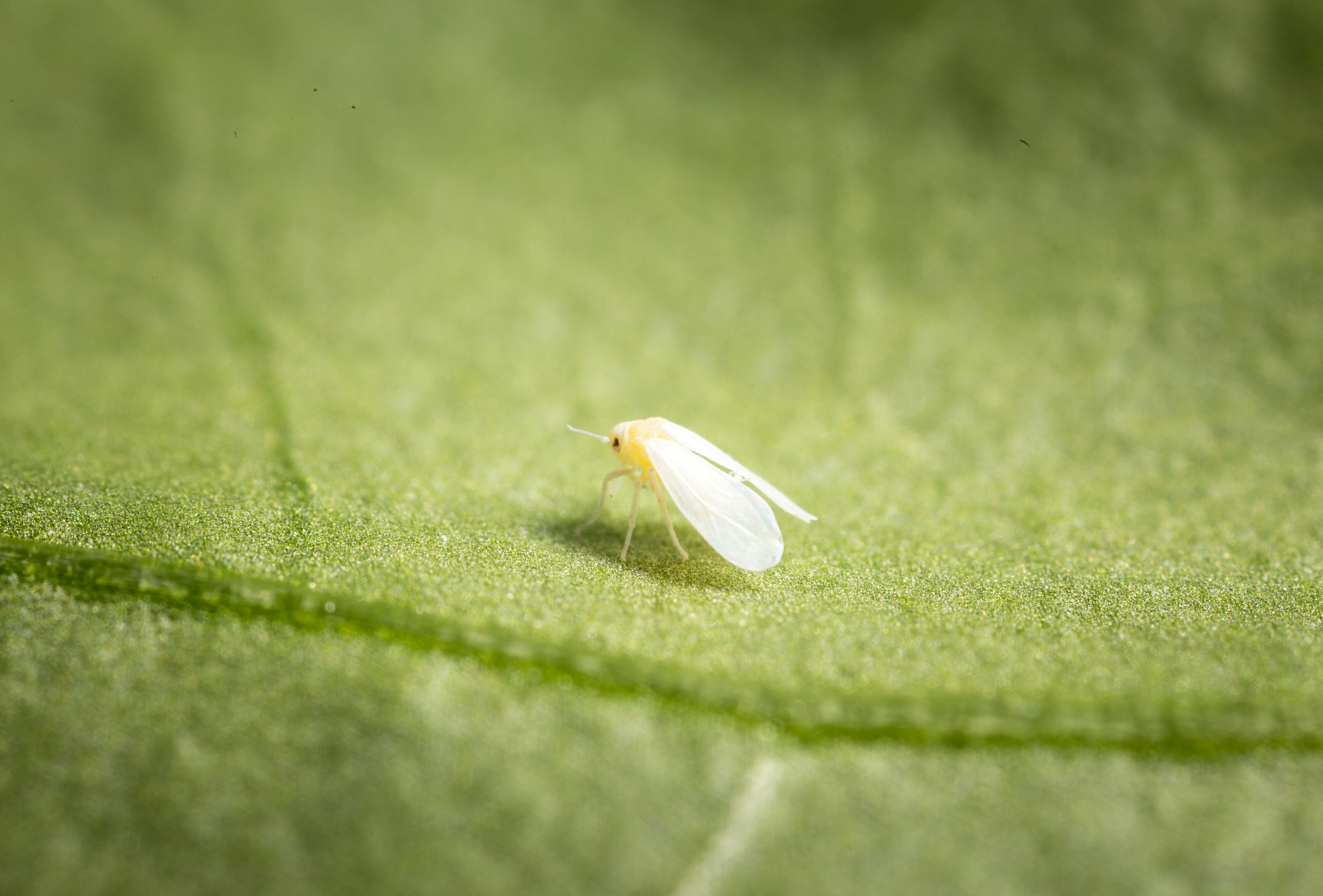 Greenhouse whitefly - Biocontrol, Damage and Life Cycle