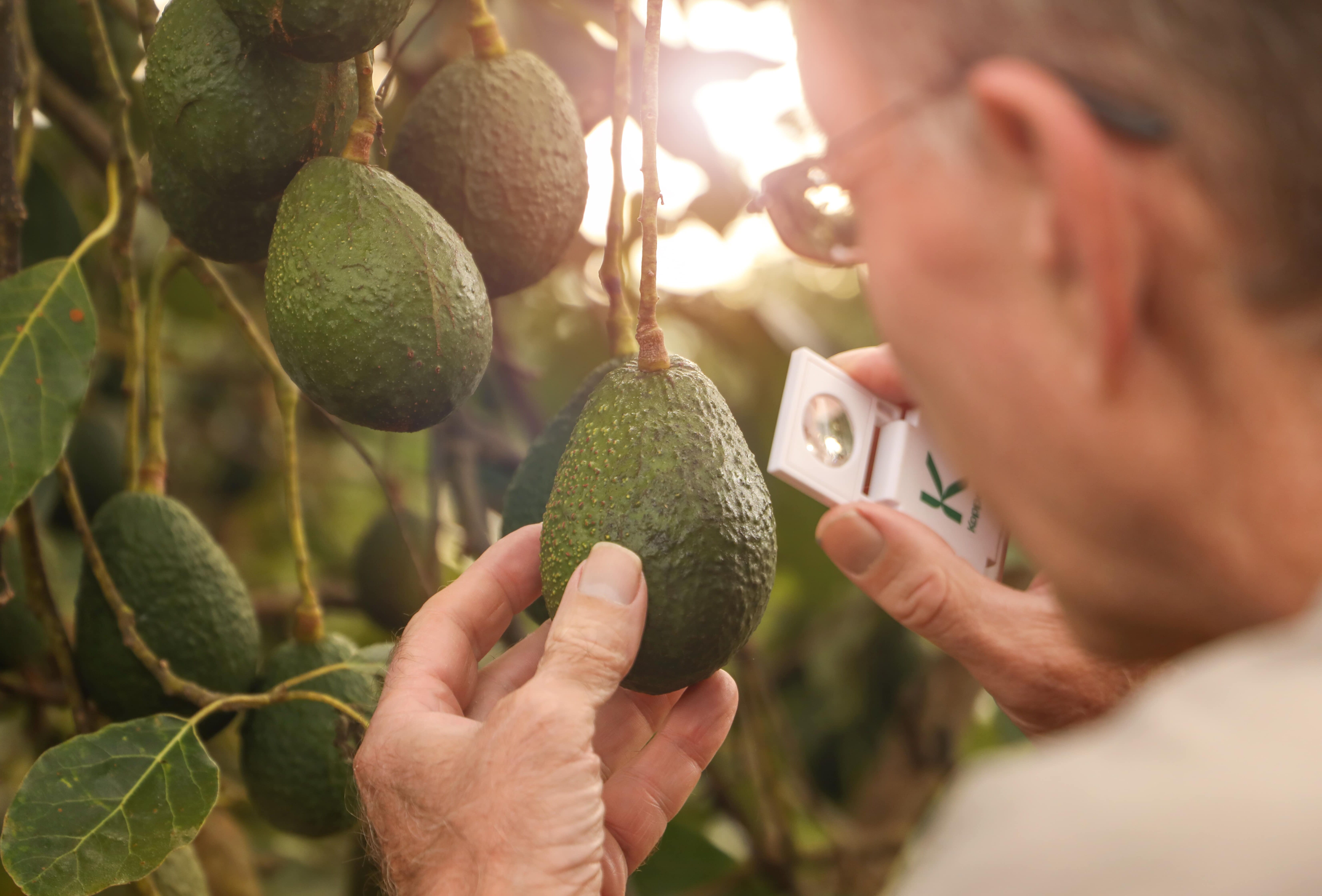 Understanding the importance of scouting for successful IPM in ...