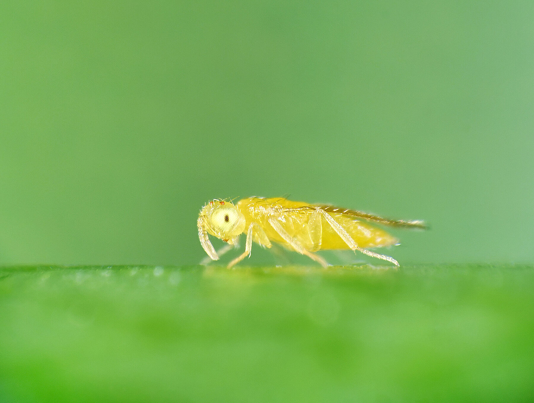 Aphytis melinus (Parasitic Wasp): Biological Control of Scales