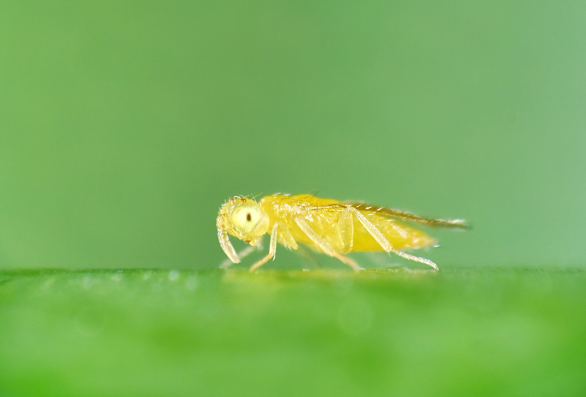 Aphytis melinus (Parasitic Wasp): Biological Control of Scales