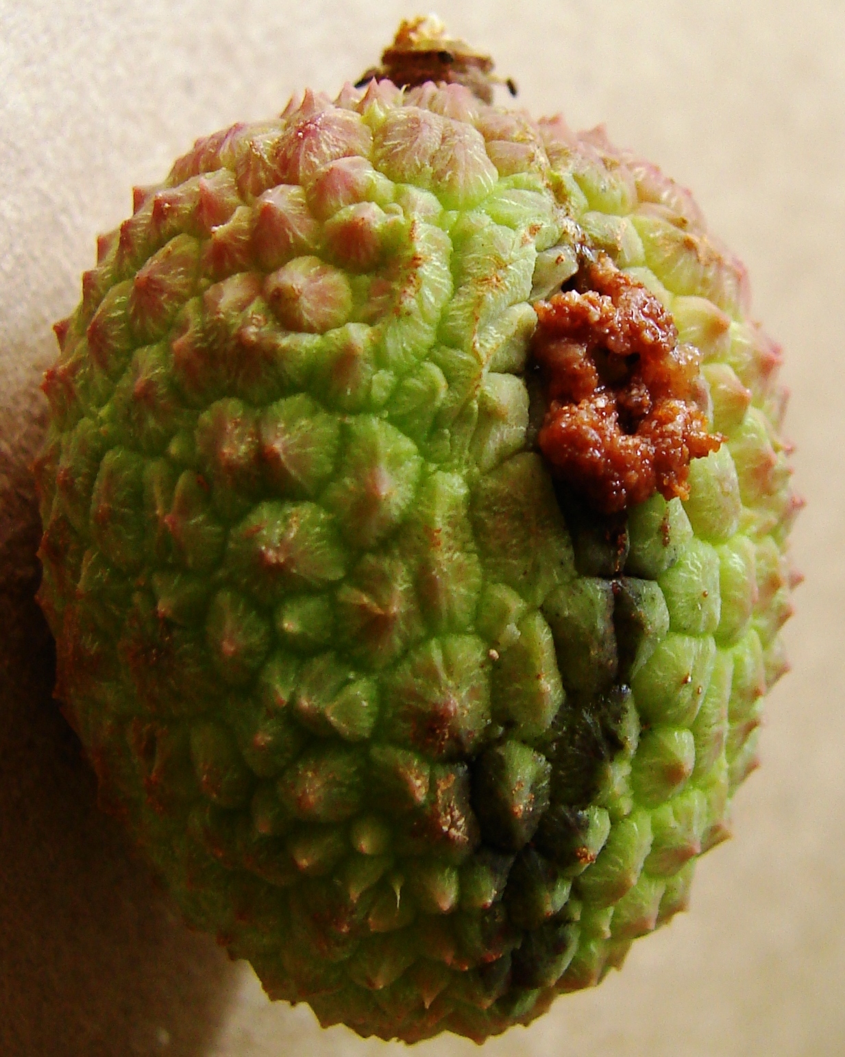 Litchi moth - Biocontrol, Damage and Life Cycle