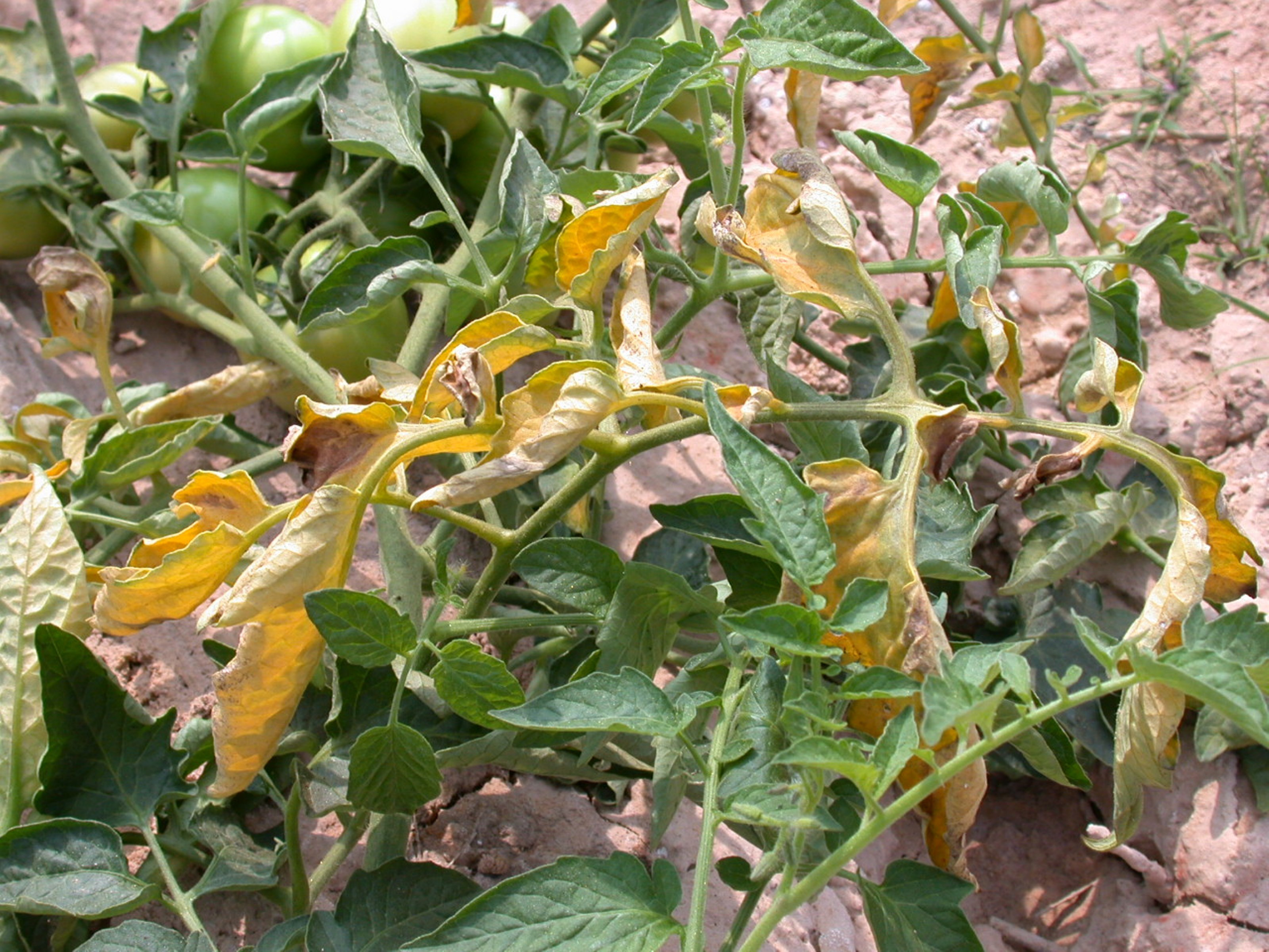 Fusarium wilt - Prevention, Control and Damage