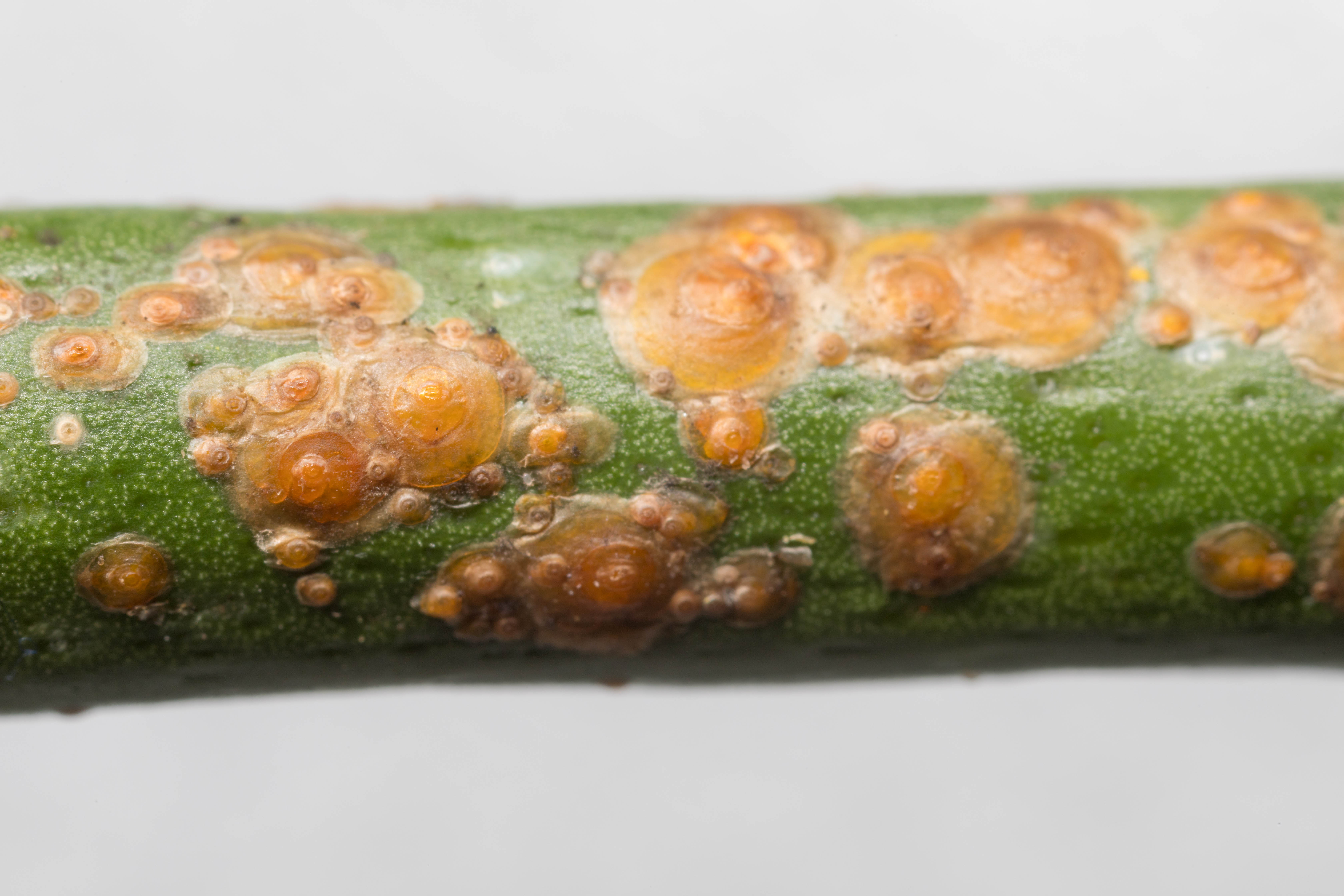 Mealybugs and scales - Biocontrol, Damage and Life Cycle