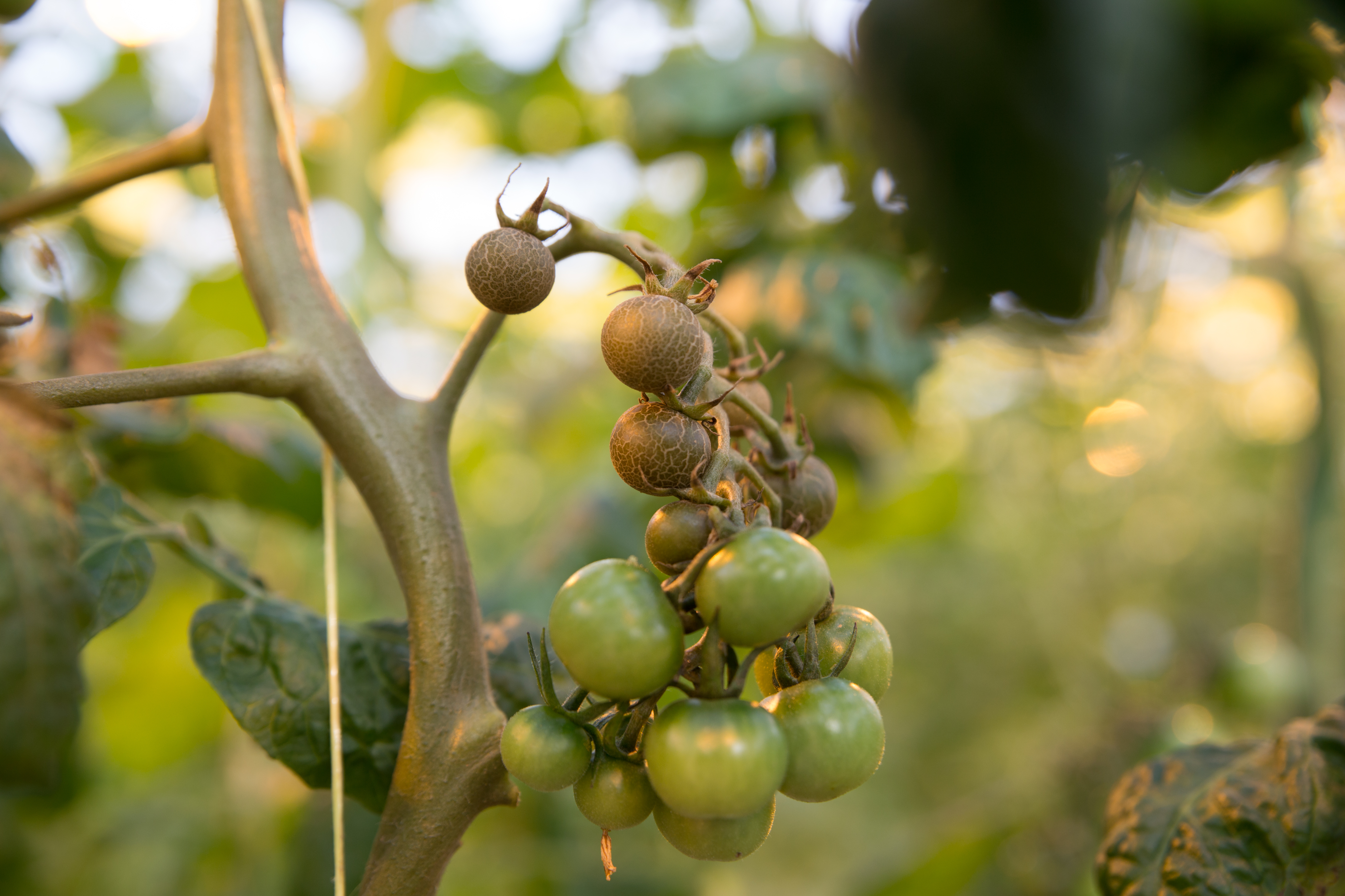 Spider mites and other pest mites - Biocontrol, Damage and Life Cycle
