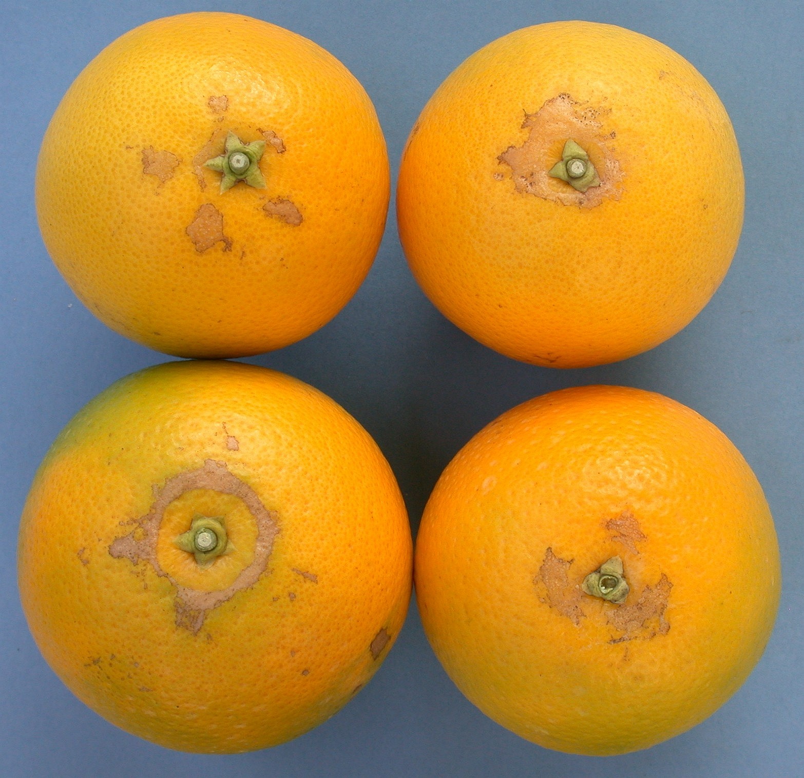 Citrus thrips - Biocontrol, Damage and Life Cycle