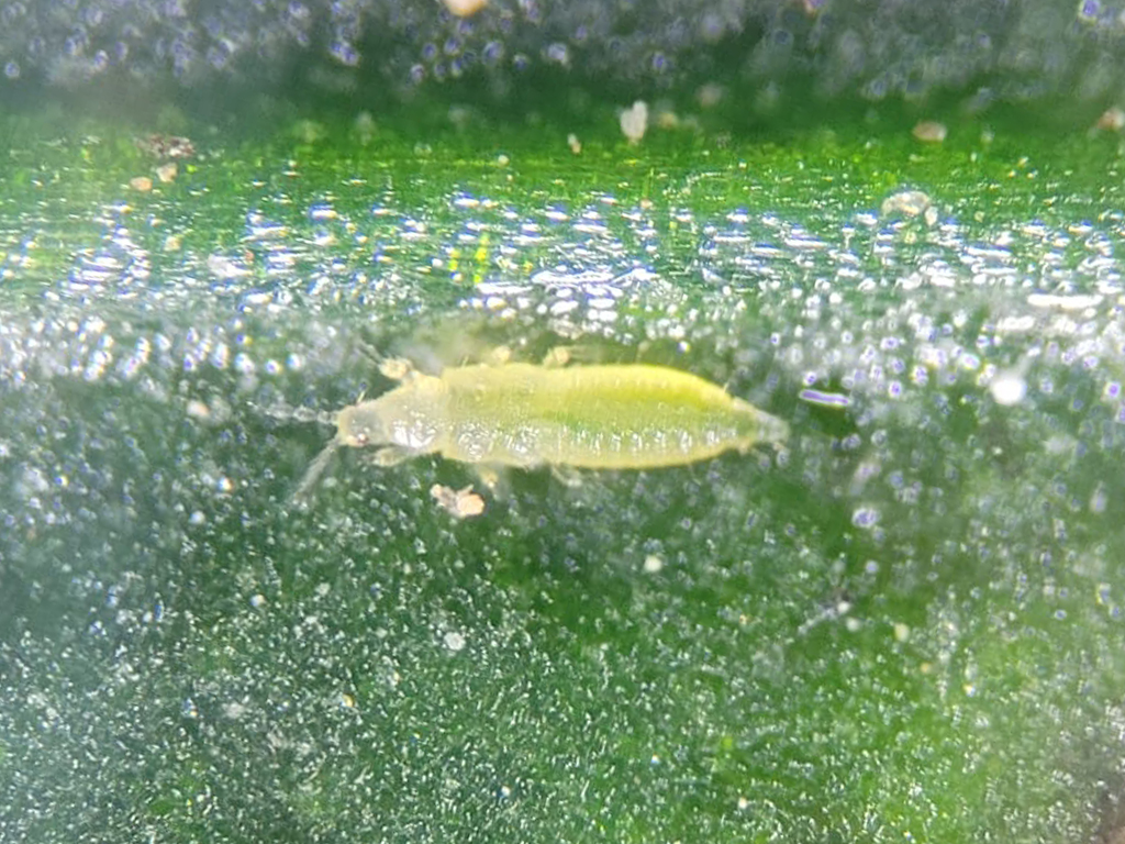 Thrips parvispinus - Identify and Control Tobacco thrips