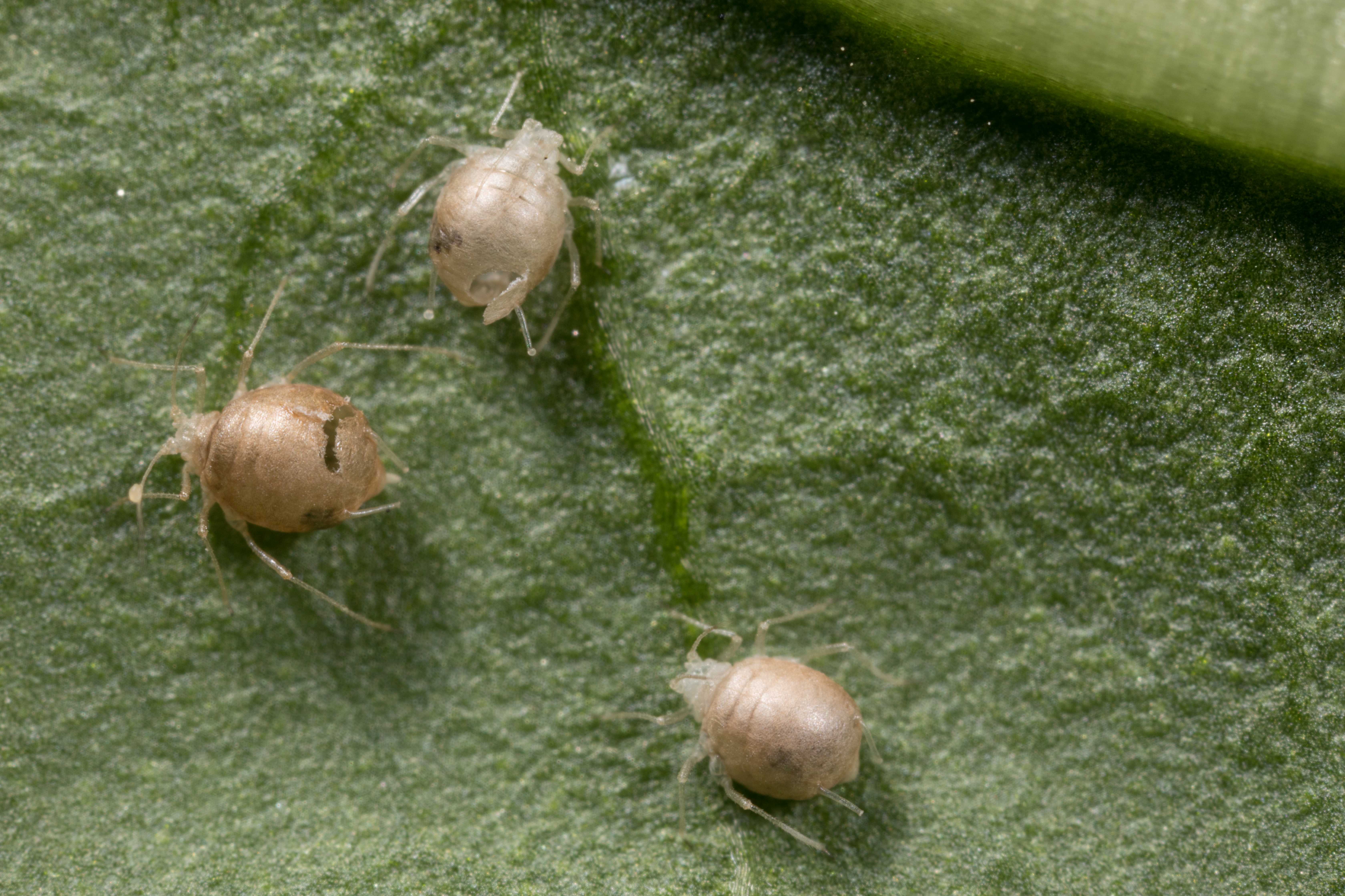 Aphytis melinus (Parasitic Wasp): Biological Control of Scales