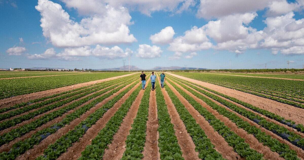 How Integrated Pest Management adds value to your crops | Koppert Suid ...